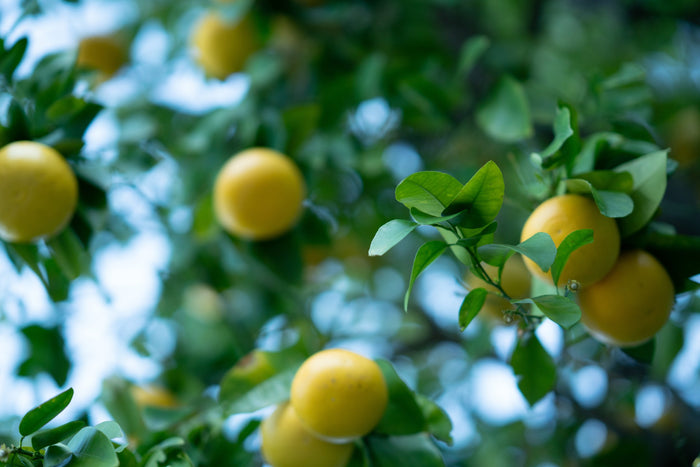 Nᵒ 1 Citron
